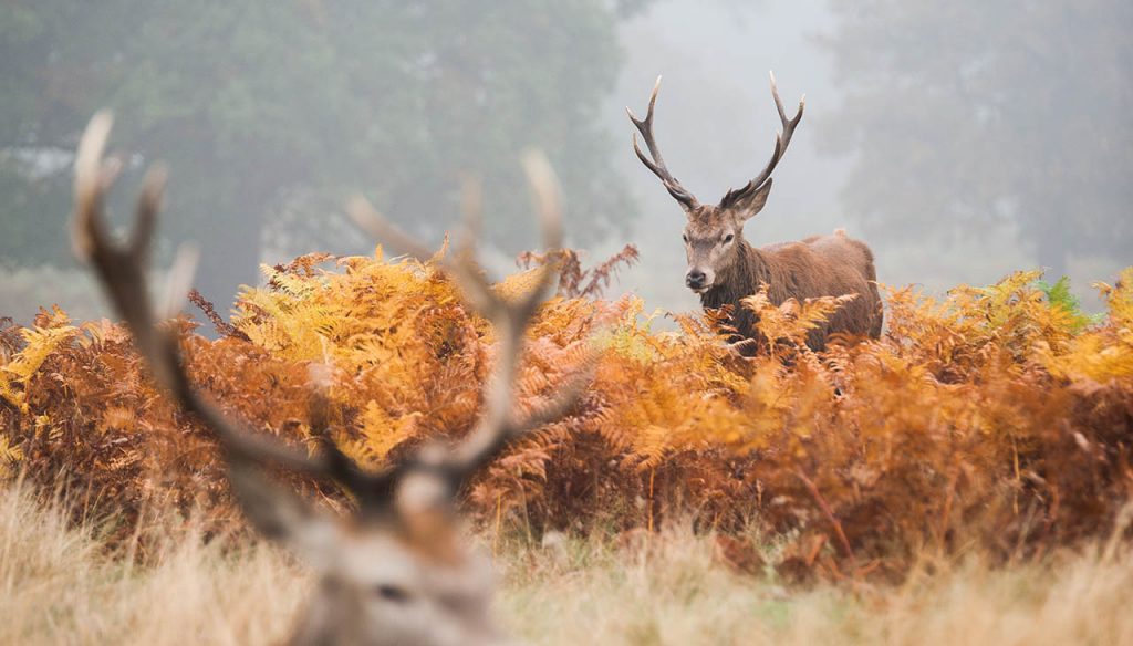 States with the Highest Deer Populations: A Look at the Top Deer-Rich ...